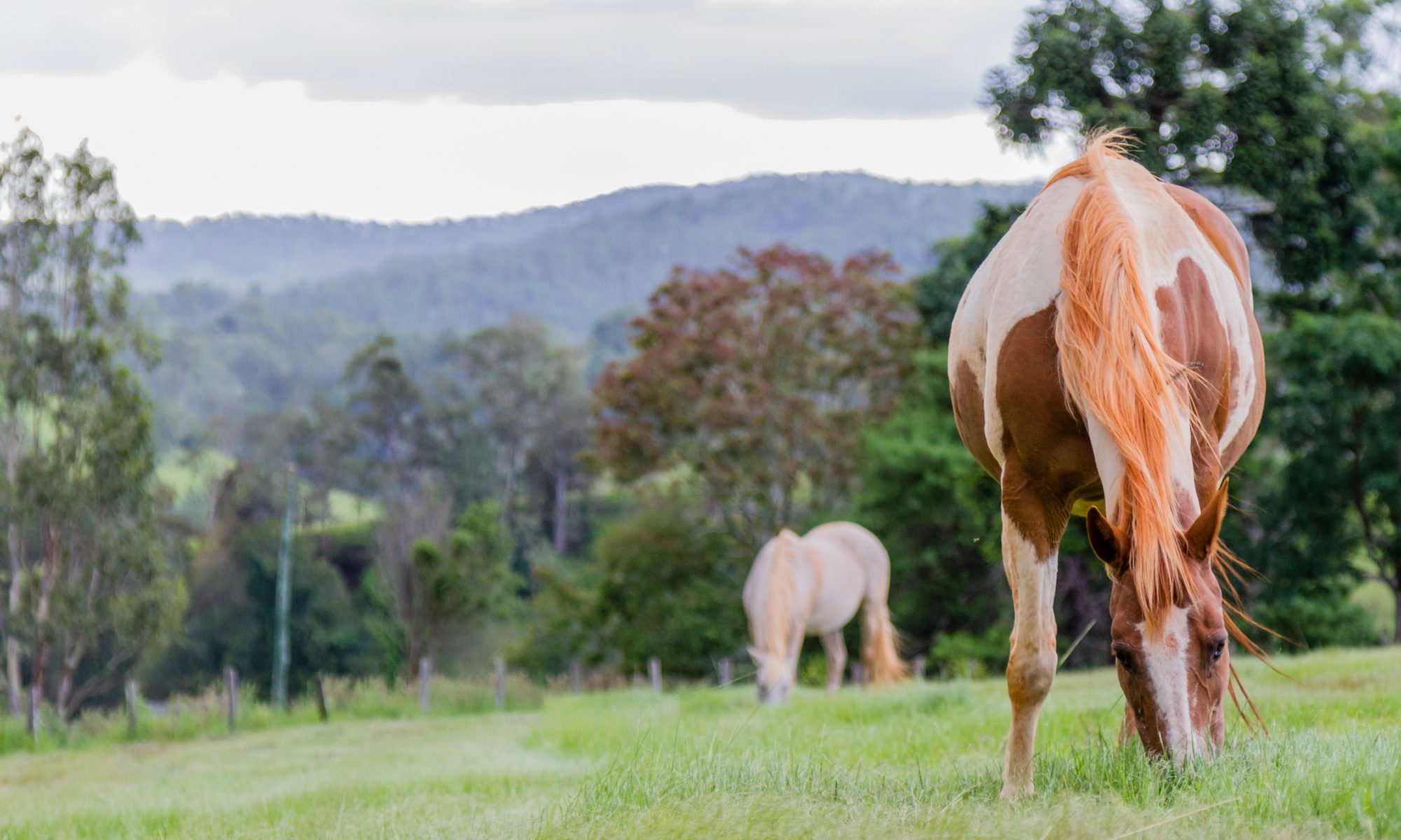 Northern Rivers EAP – The Way of the Horse
